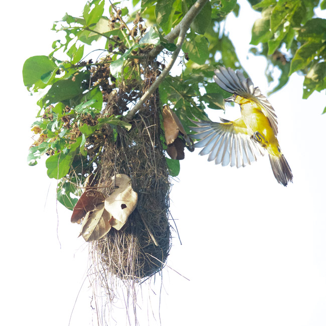 Continued search for finding the actual oriole bird and nest pictured ...