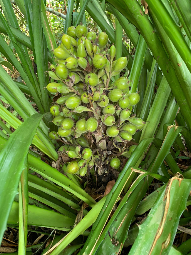 Did the Classic Maya eat fruit of terrestrial bromeliads?
