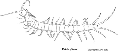 Centipedes in Maya iconography & art