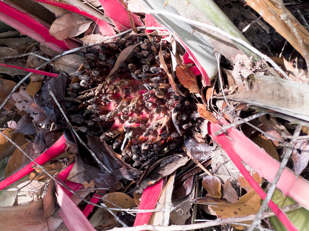 Lots of edible terrestrial bromeliads in Maya Lowlands of Peten