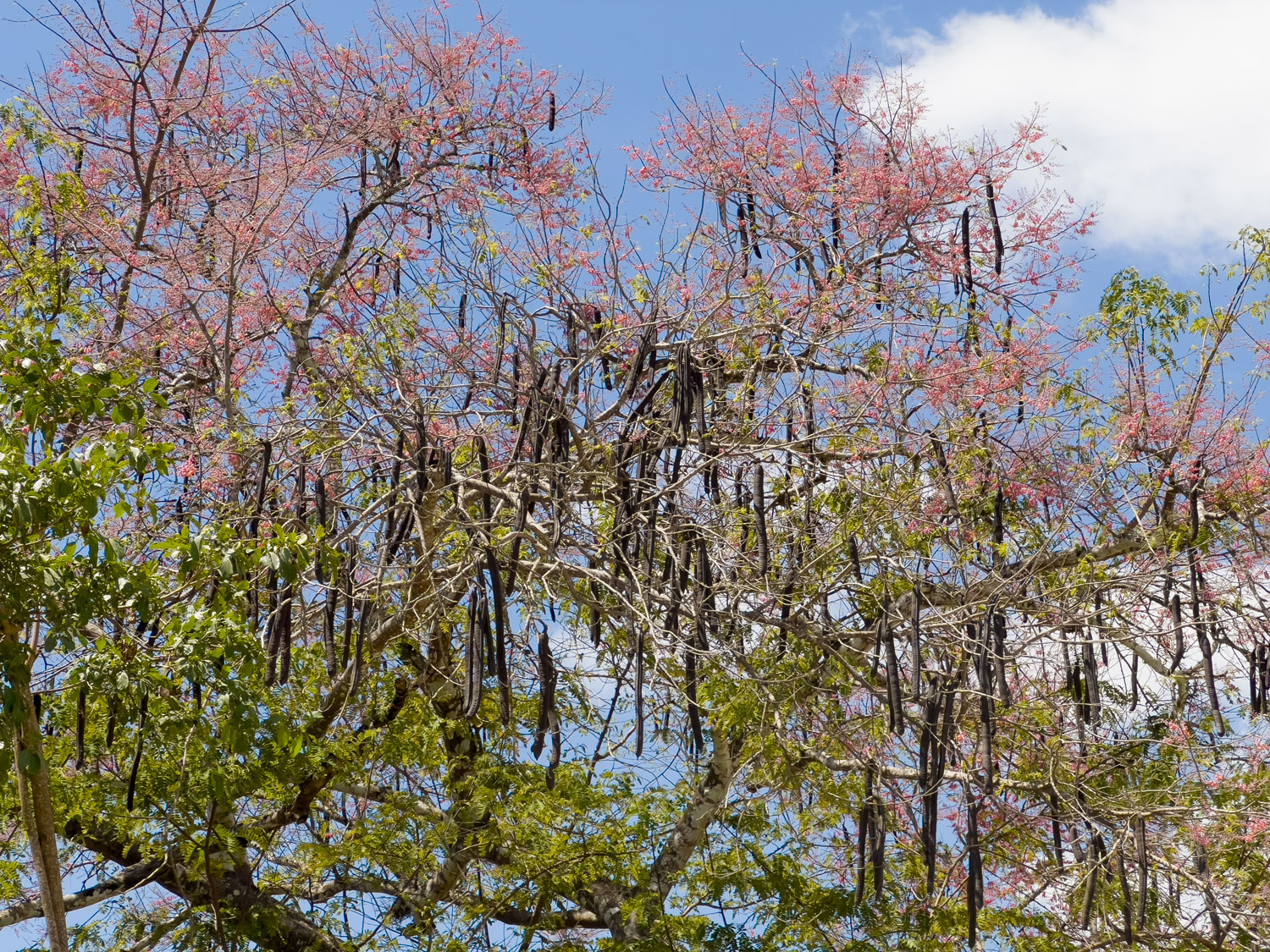 Bucutz (Cassia grandis) a tree of Peten with multiple uses