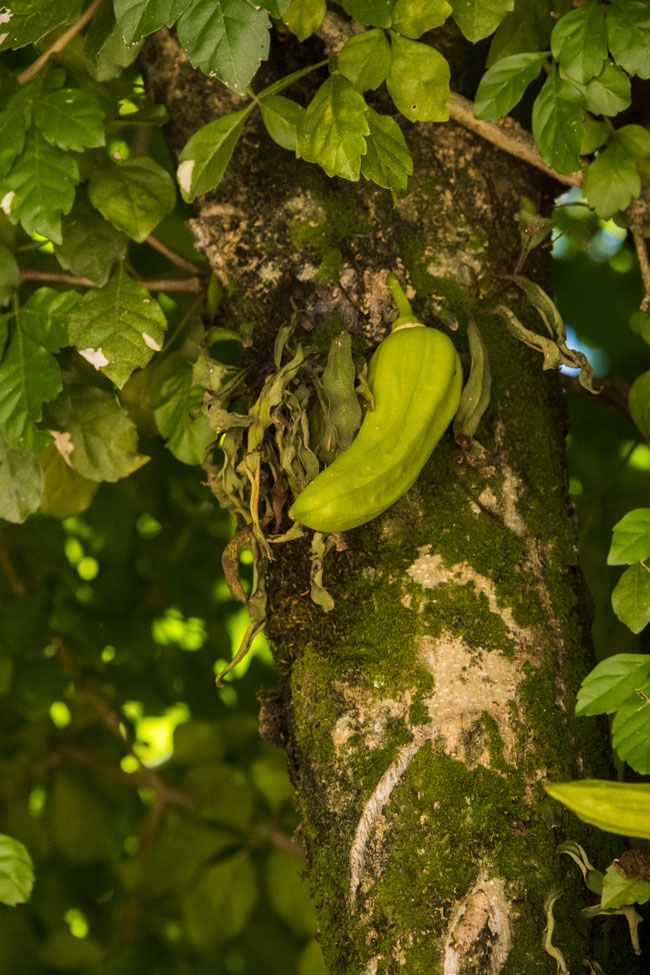 Let’s bring back Cuajilote to lists of edible fruits of the Maya